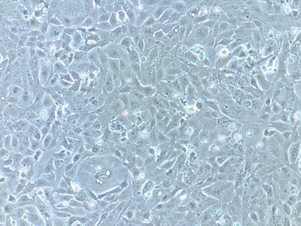 HL-1 Cardiac Muscle Cell Line | SCC065